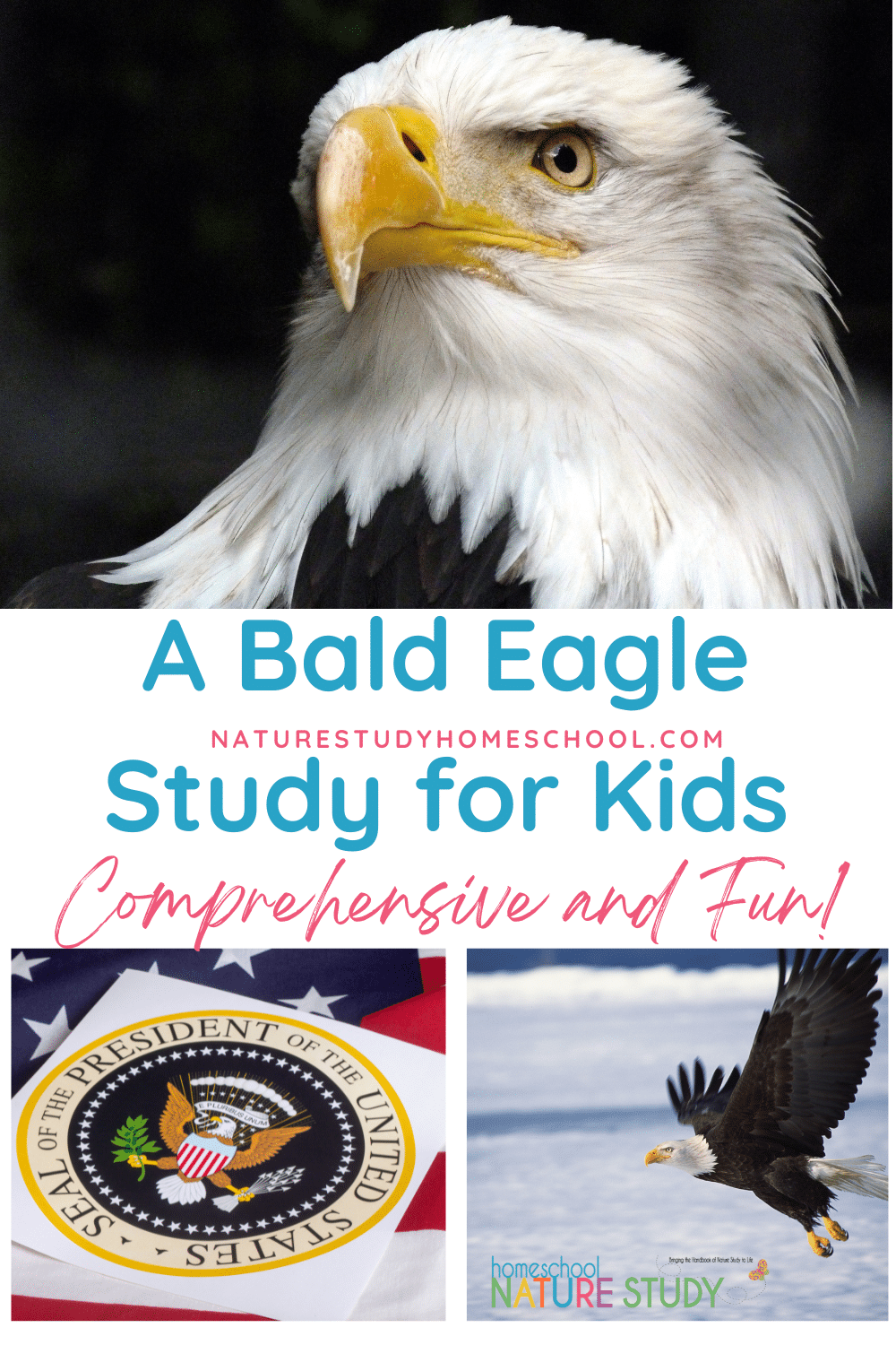 A Bald Eagle Study for Kids: Comprehensive and Fun! - Homeschool Nature ...