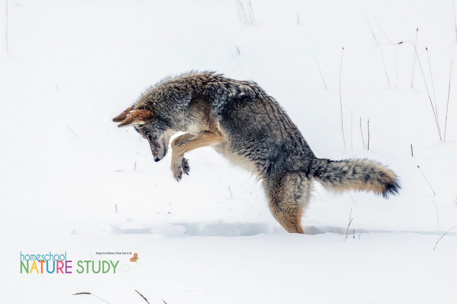 A Fascinating Winter Subnivean Zone Nature Study - Homeschool Nature Study