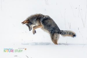 A Fascinating Winter Subnivean Zone Nature Study - Homeschool Nature Study