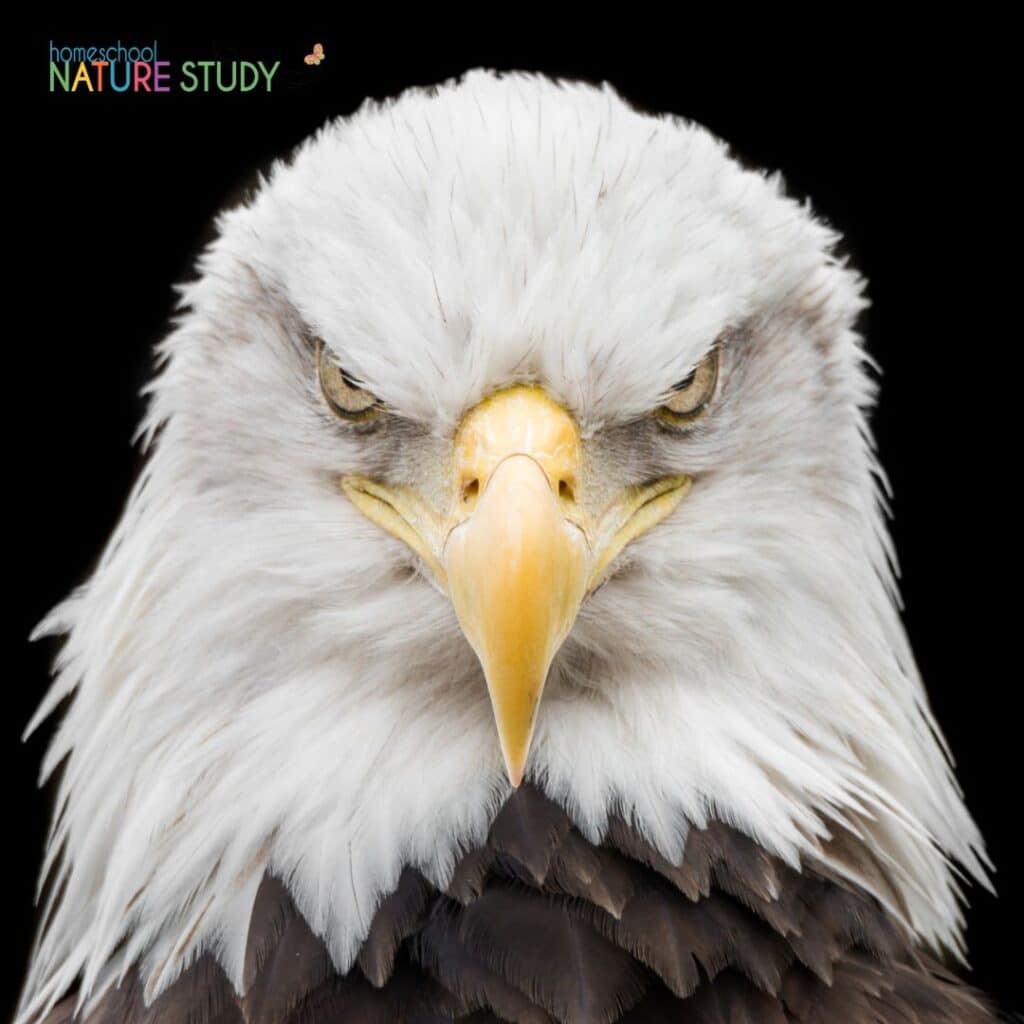 A Bald Eagle Study for Kids: Comprehensive and Fun! - Homeschool Nature ...