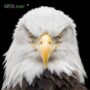 A Bald Eagle Study for Kids: Comprehensive and Fun! - Homeschool Nature ...