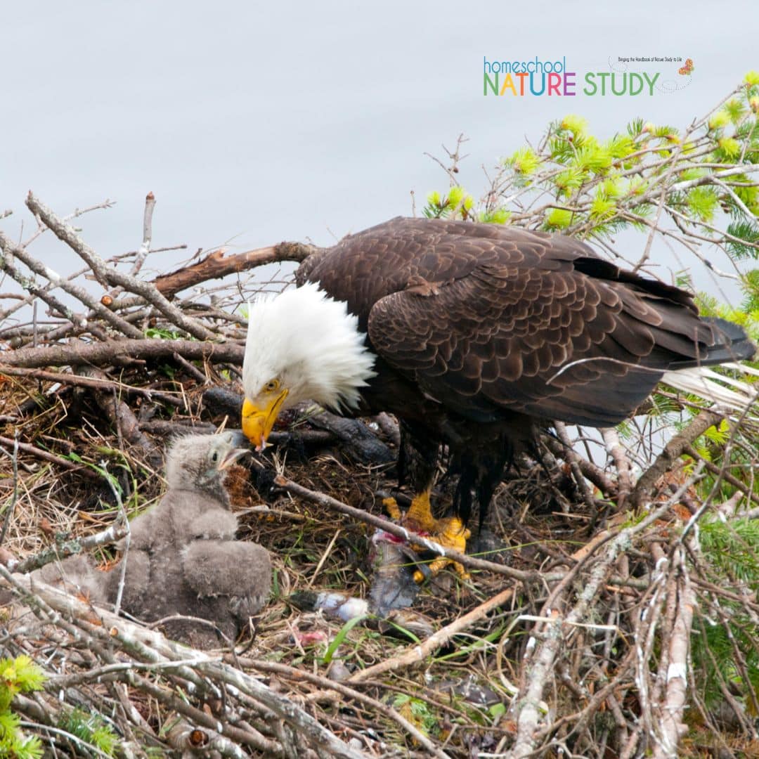 A Bald Eagle Study for Kids: Comprehensive and Fun! - Homeschool Nature ...