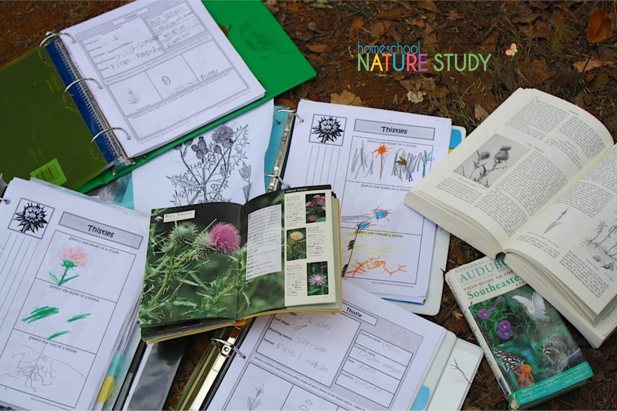 How to Use a Book Basket with Nature Study - Homeschool Nature Study