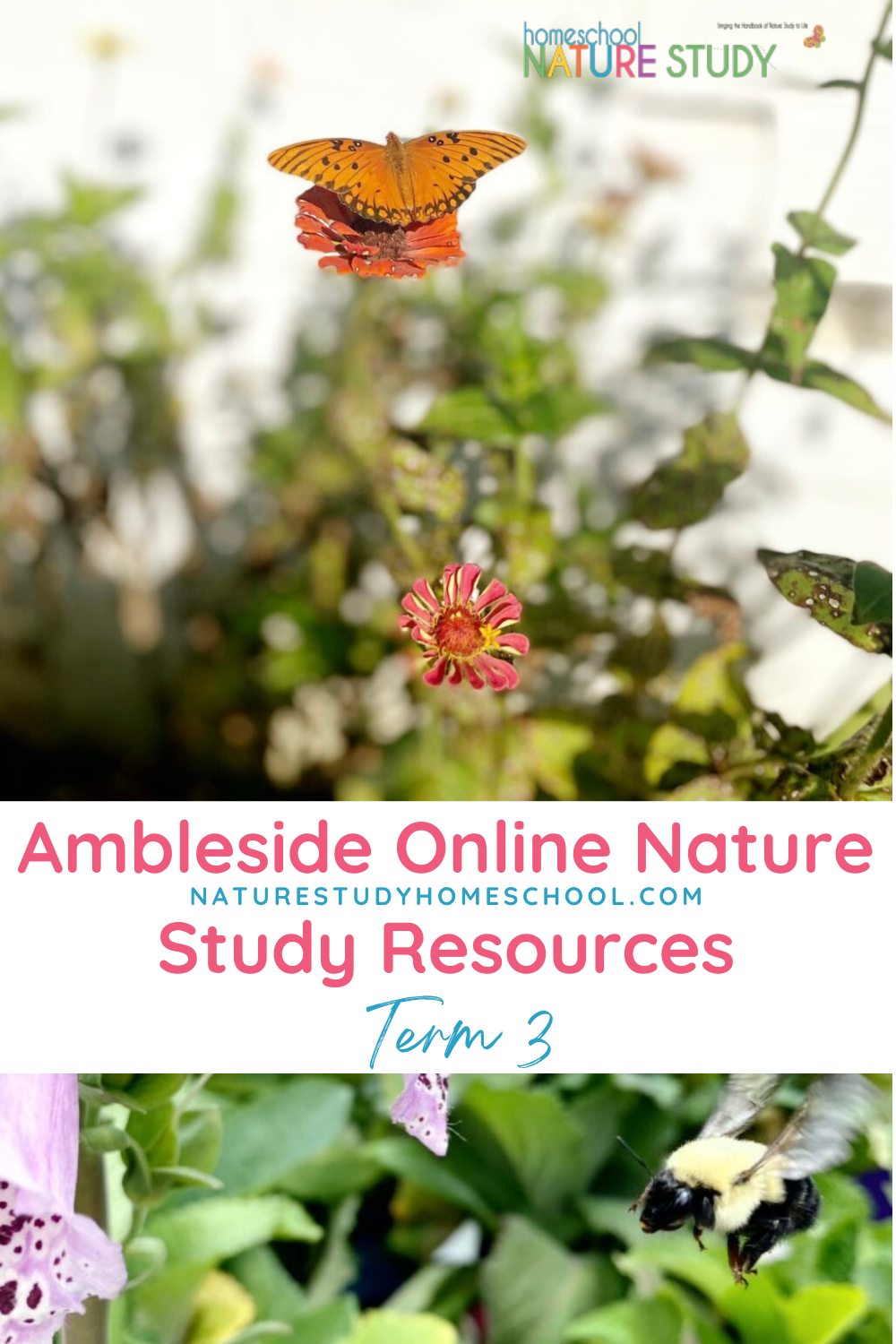 Ambleside Online Nature Study Resources: Term 3 - Homeschool Nature Study