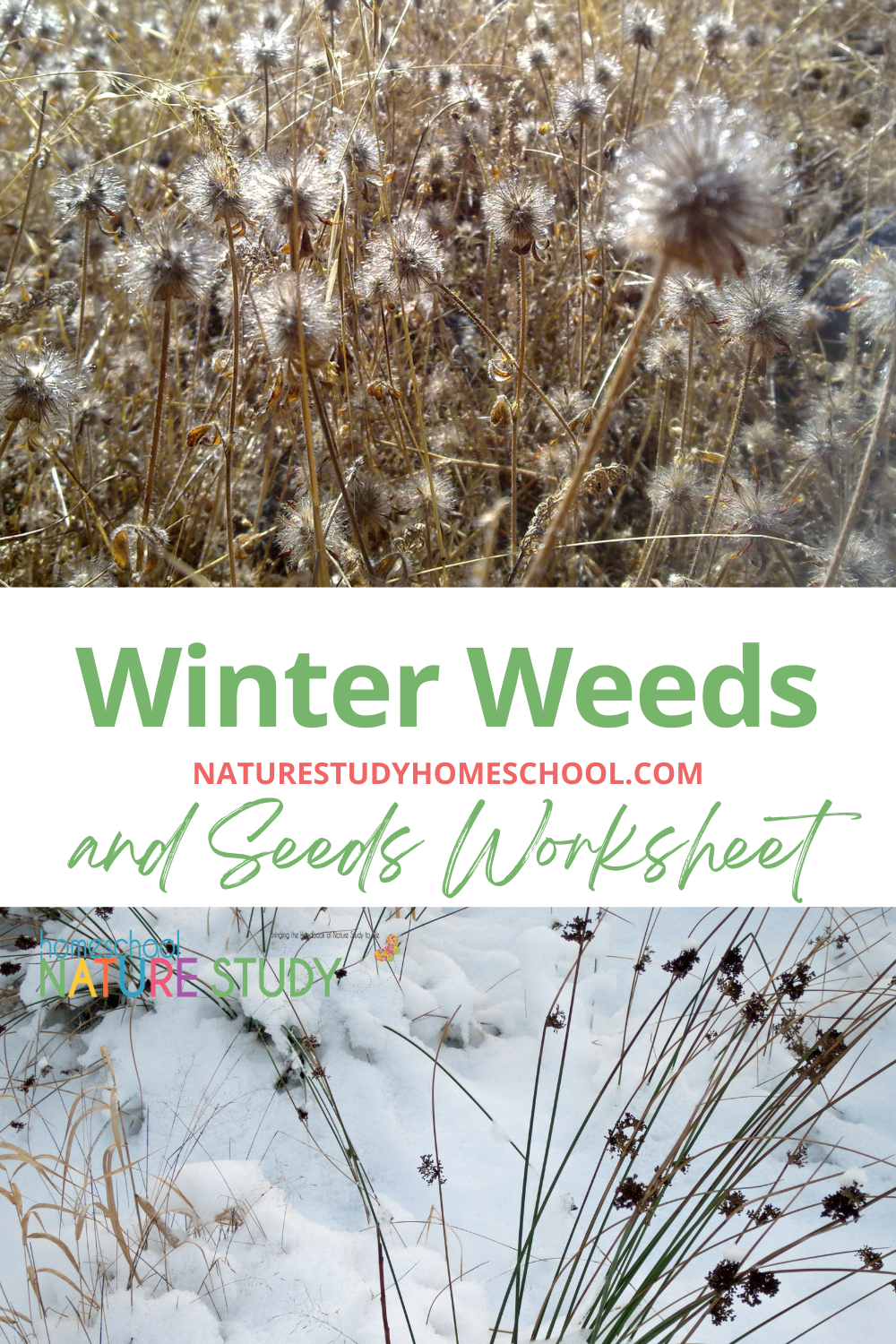 Winter Weeds and Seeds Nature Hunt - Homeschool Nature Study
