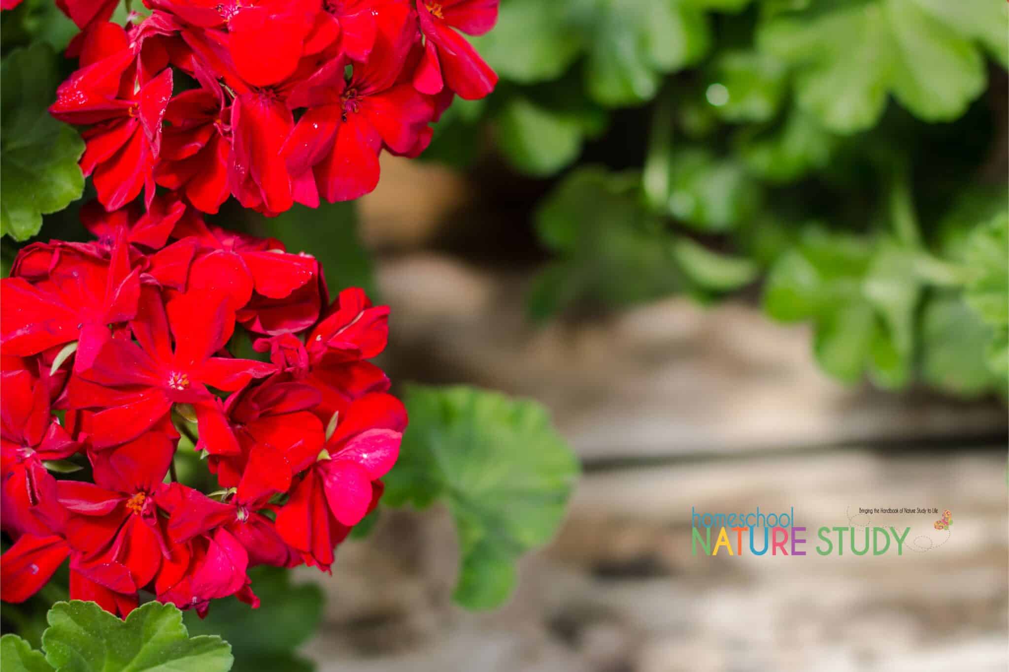 Garden Flowers: Geraniums are the Perfect Beginner's Flower Study ...