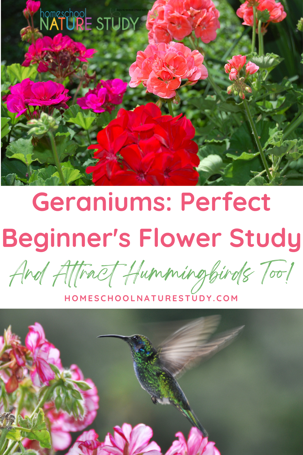 Garden Flowers: Geraniums are the Perfect Beginner's Flower Study ...