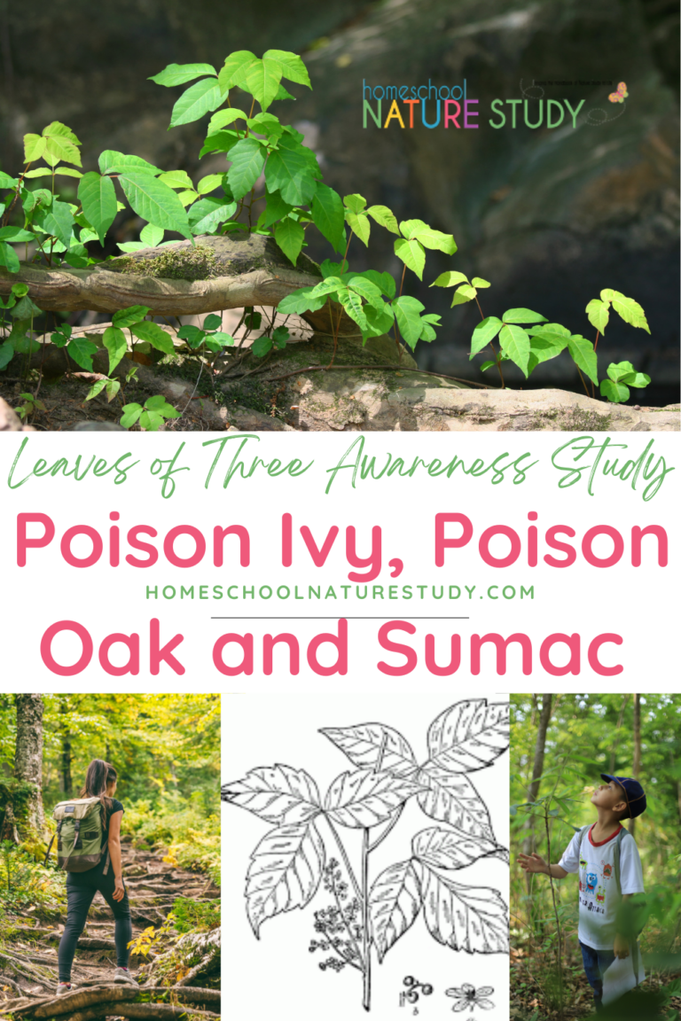 Leaves of Three Study For Kids: Poison Ivy, Poison Oak and Poison Sumac - Homeschool Nature Study