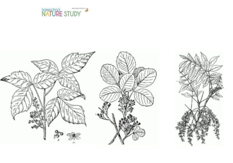 Leaves of Three Study For Kids: Poison Ivy, Poison Oak and Poison Sumac ...